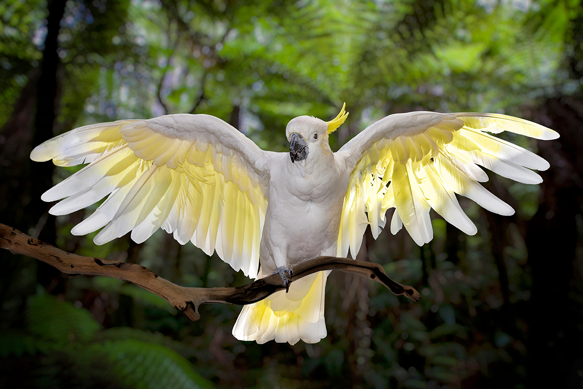 Cockatoos - Mo's Birds